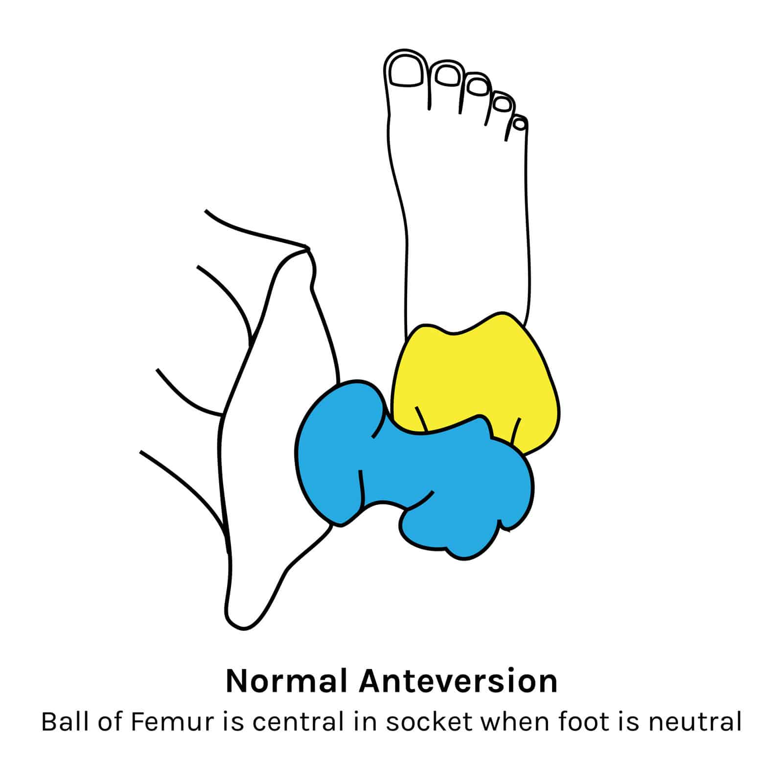 Sockets, Torsion, & Squat Depth – ThinkMovement